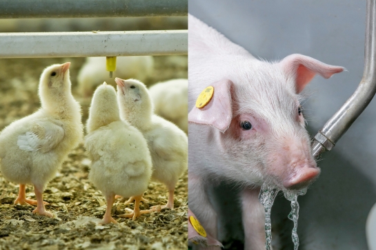 Benefits of water for animals | Selko